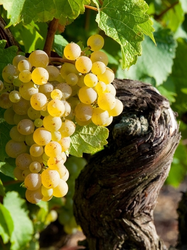 Oenotourisme - Domaine Coutant